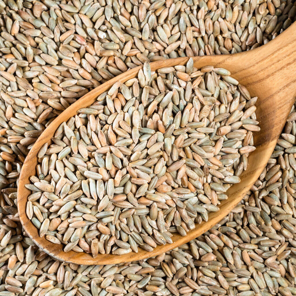 Nutrient-Rich Rye Grain | Organic Flour Mills